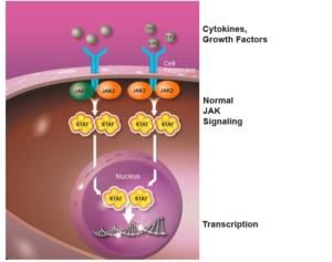 JAK INHIBITORS AND JAK2 MUTATION: WHAT’S THE CONNECTION? – MPN Research ...