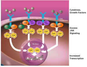 JAK INHIBITORS AND JAK2 MUTATION: WHAT’S THE CONNECTION? – MPN Research ...